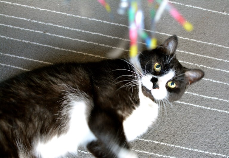 Contact Us – Super Senior Cat Sanctuary