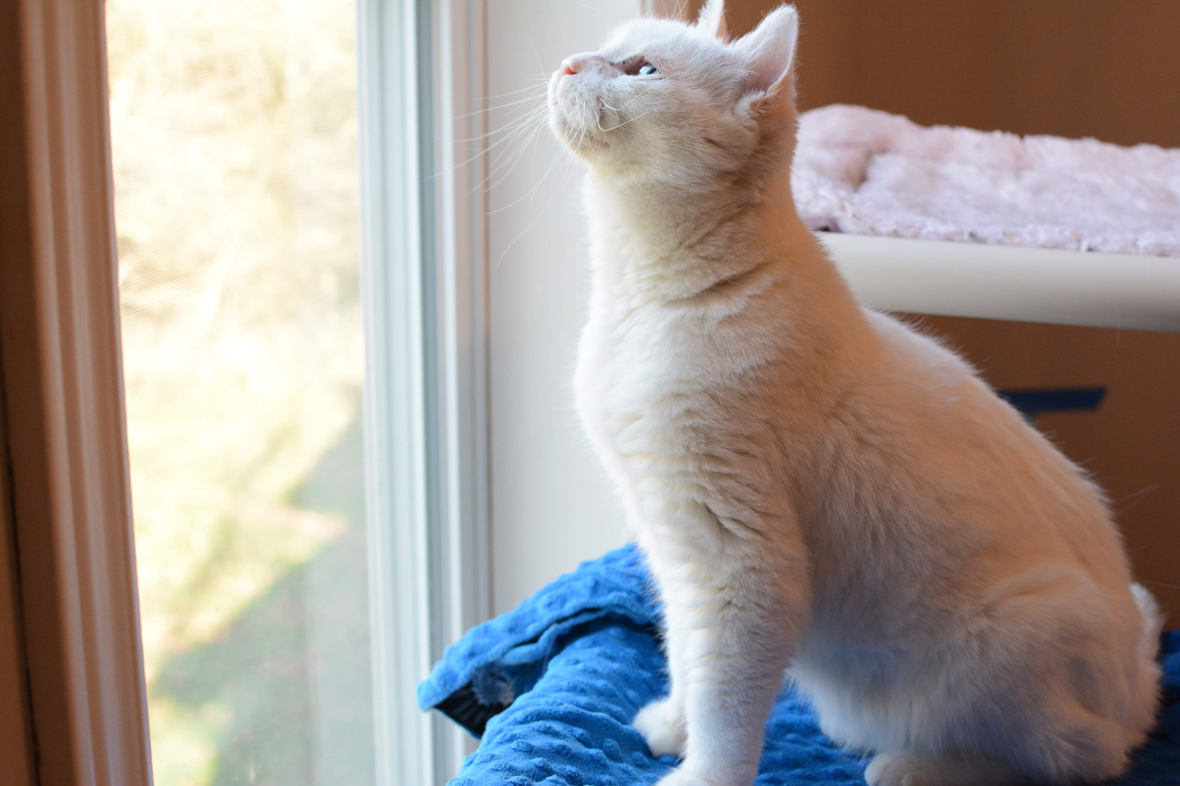 Cats Available for adoption at the Sanctuary – Super Senior Cat Sanctuary