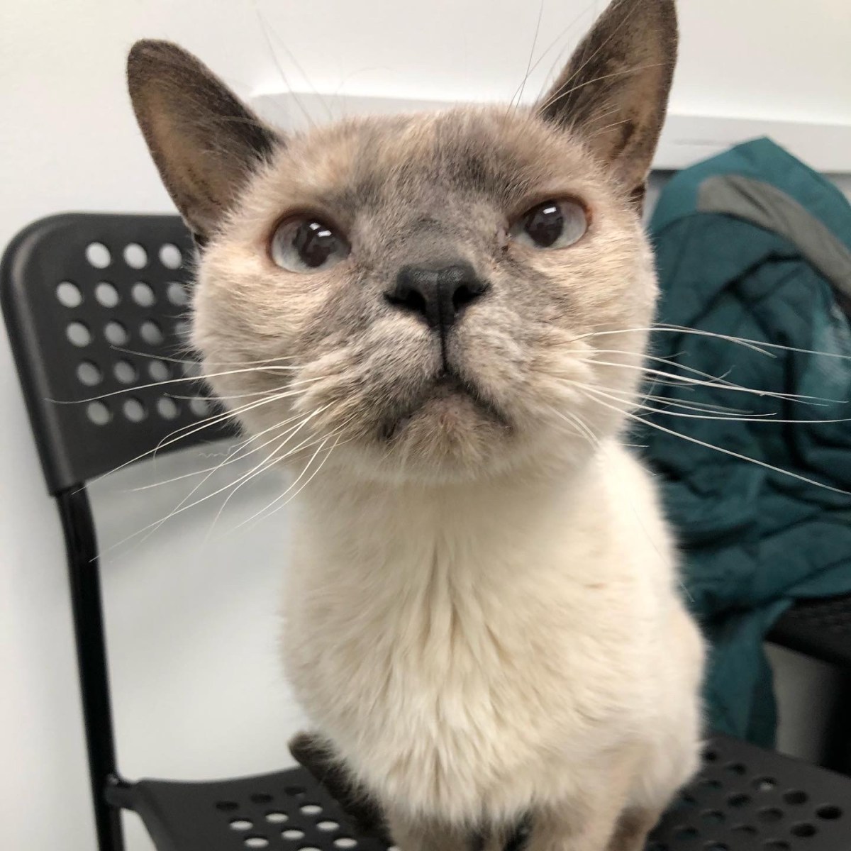 In Memory – Super Senior Cat Sanctuary