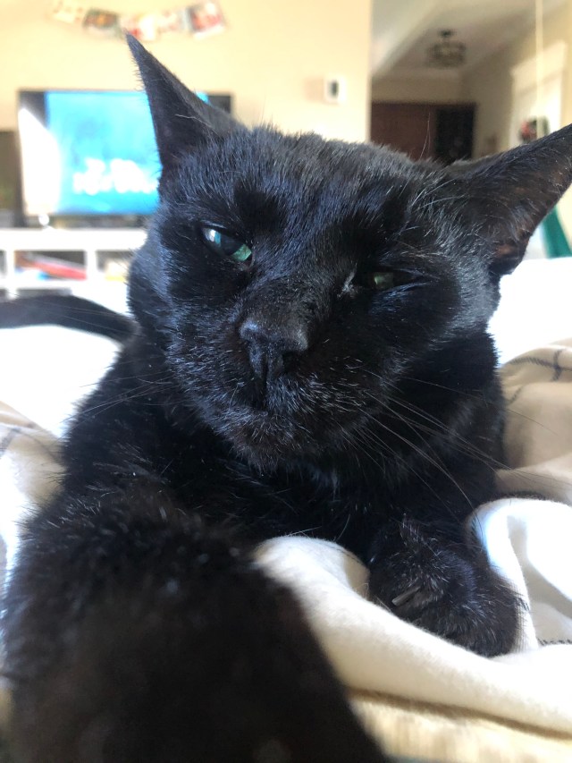 Happy Tails! – Super Senior Cat Sanctuary