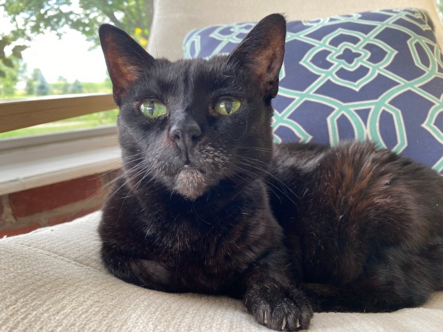 Happy Tails! – Super Senior Cat Sanctuary