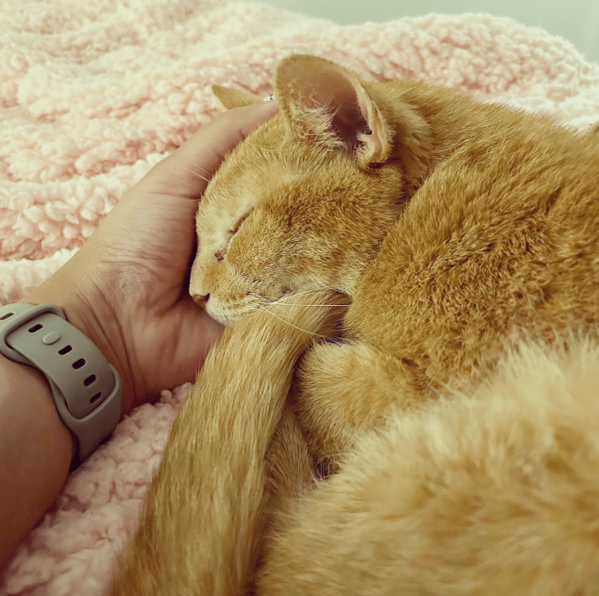 Happy Tails! – Super Senior Cat Sanctuary