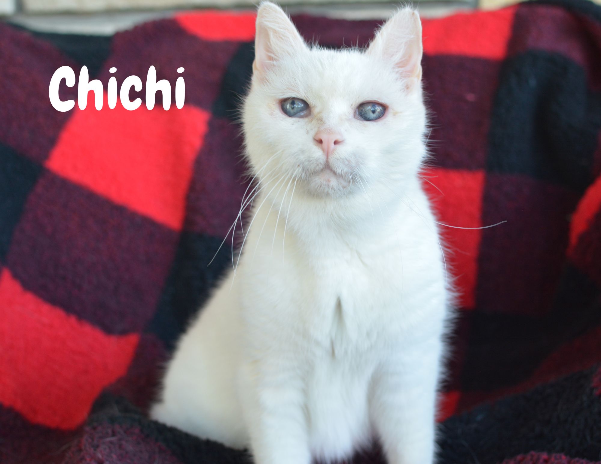 Super Senior Cat Sanctuary – Helping cats age 13+ at risk of euthanasia ...