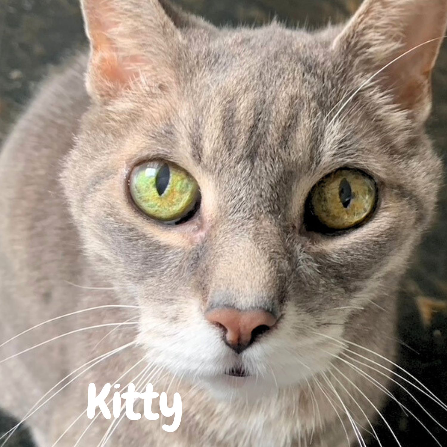Super Senior Cat Sanctuary – Helping cats age 13+ at risk of euthanasia ...