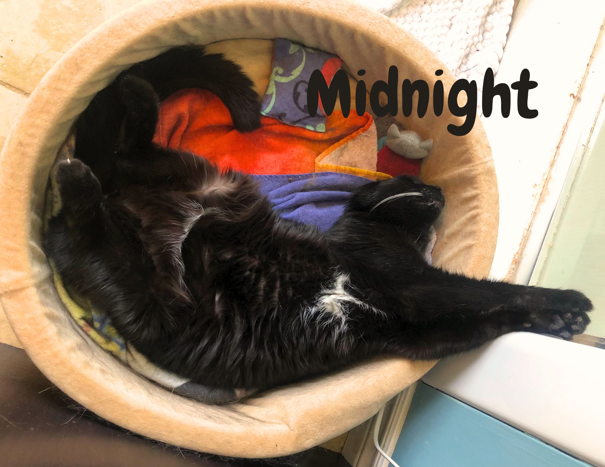 Super Senior Cat Sanctuary – Helping cats age 13+ at risk of euthanasia ...