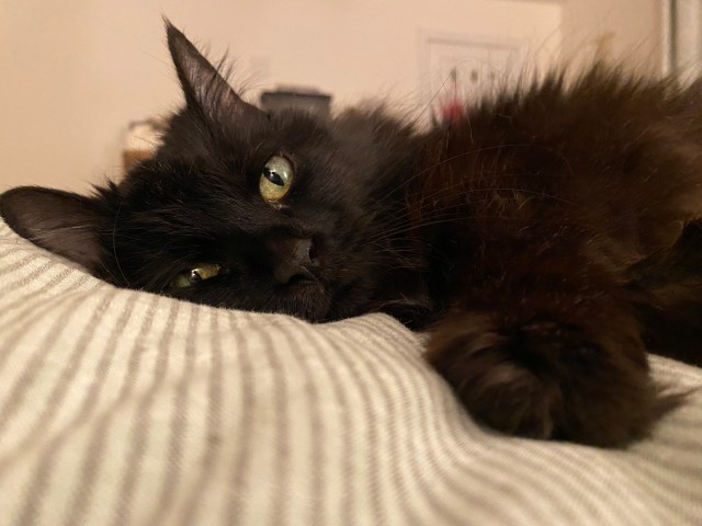Happy Tails! – Super Senior Cat Sanctuary