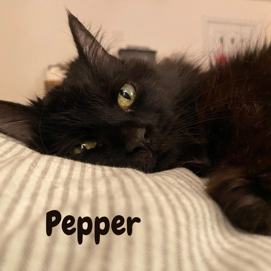 Super Senior Cat Sanctuary – Helping cats age 13+ at risk of euthanasia ...