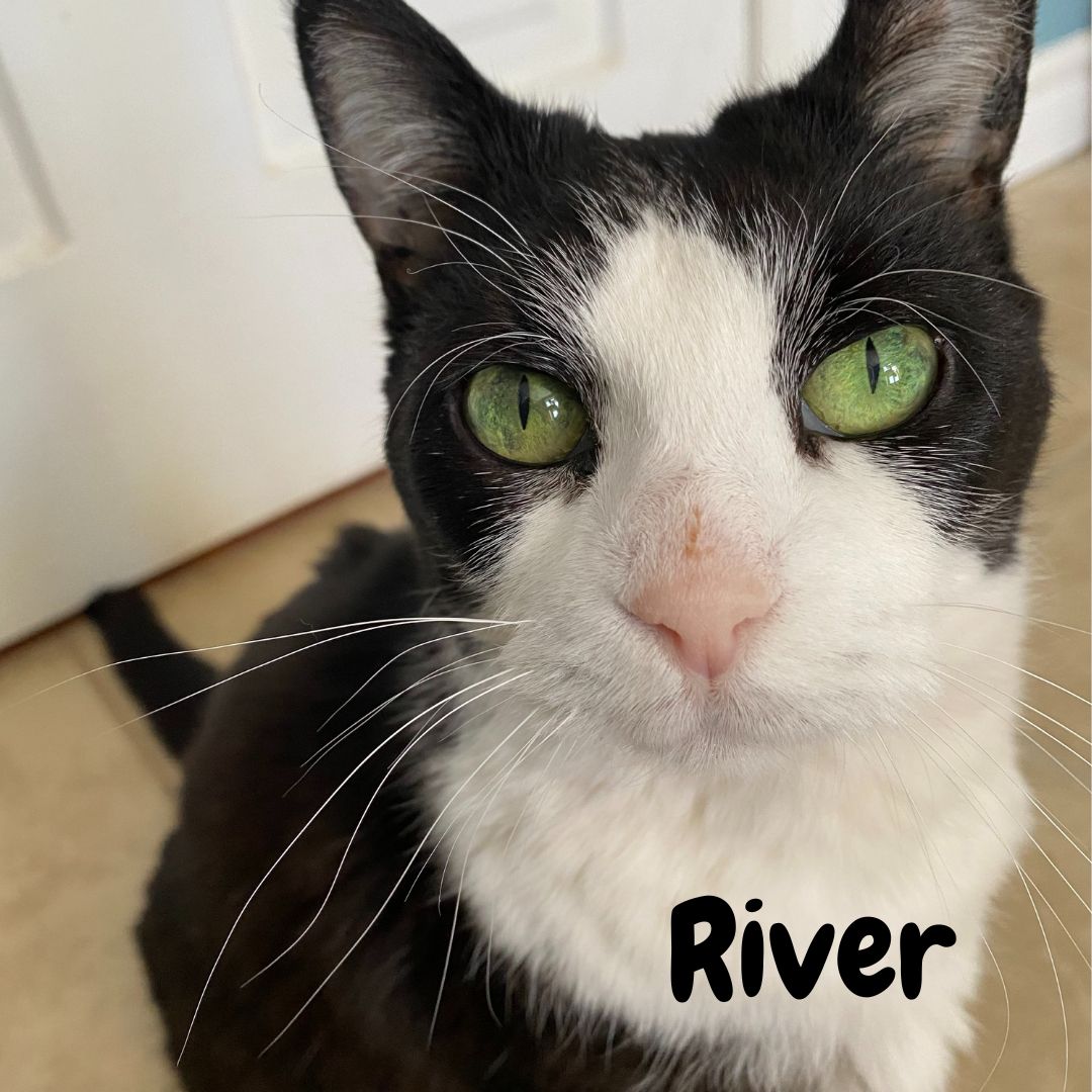 Super Senior Cat Sanctuary – Helping cats age 13+ at risk of euthanasia ...