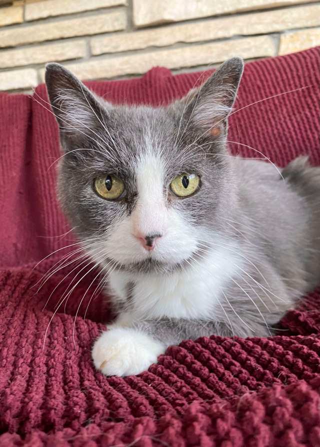 Happy Tails! – Super Senior Cat Sanctuary
