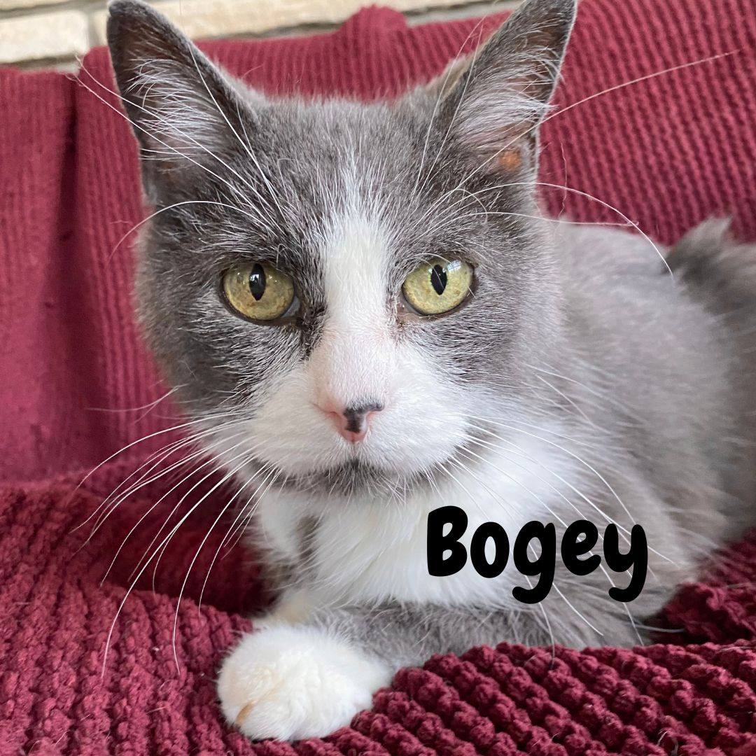 Super Senior Cat Sanctuary – Helping cats age 13+ at risk of euthanasia ...