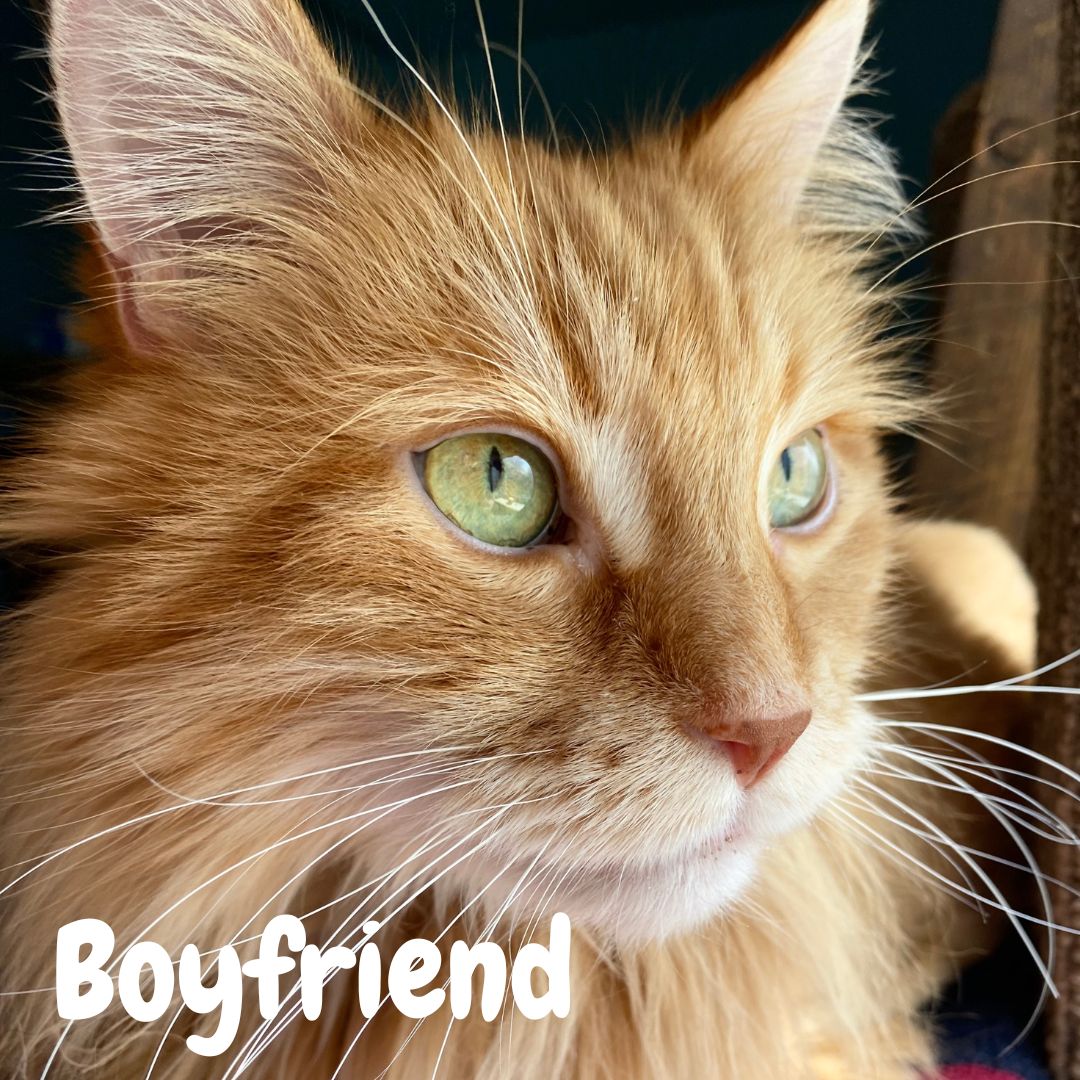 Super Senior Cat Sanctuary – Helping cats age 13+ at risk of euthanasia ...