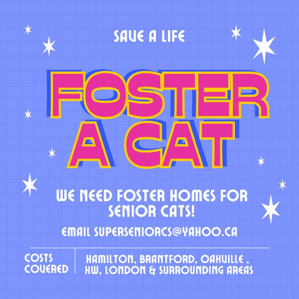 Super Senior Cat Sanctuary – Helping cats age 13+ at risk of euthanasia ...