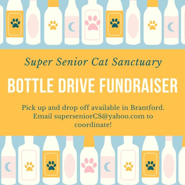 Super Senior Cat Sanctuary – Helping cats age 13+ at risk of euthanasia ...