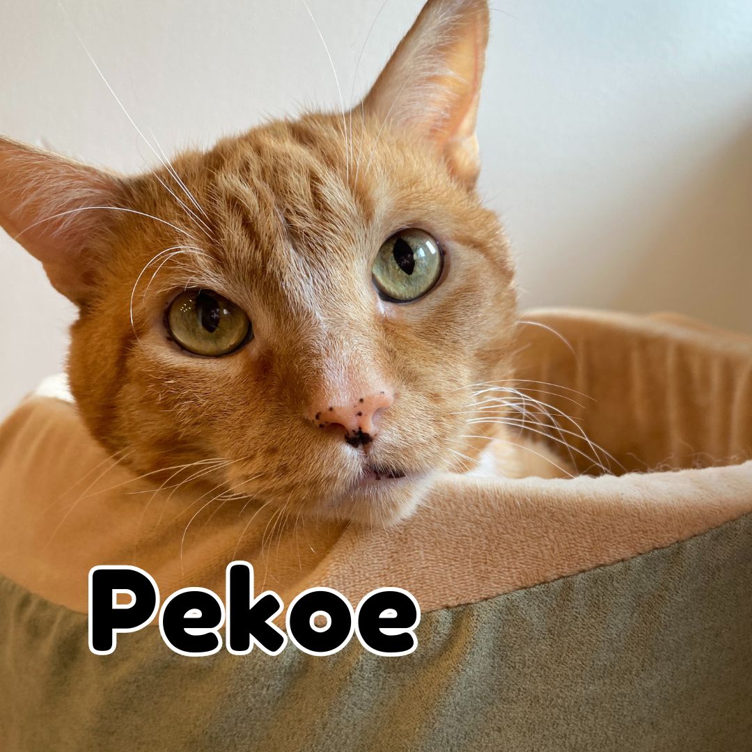 Super Senior Cat Sanctuary – Helping cats age 13+ at risk of euthanasia ...