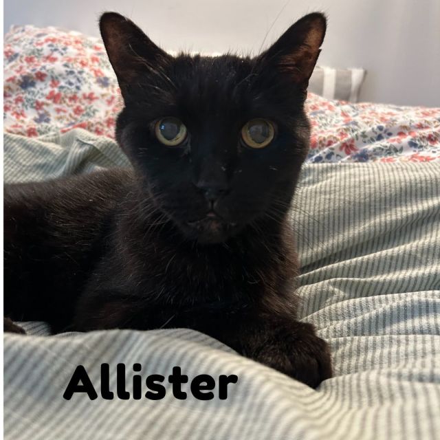 Super Senior Cat Sanctuary – Helping cats age 13+ at risk of euthanasia ...