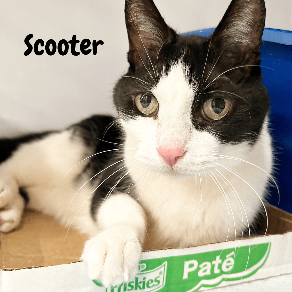 Super Senior Cat Sanctuary – Helping cats age 13+ at risk of euthanasia ...